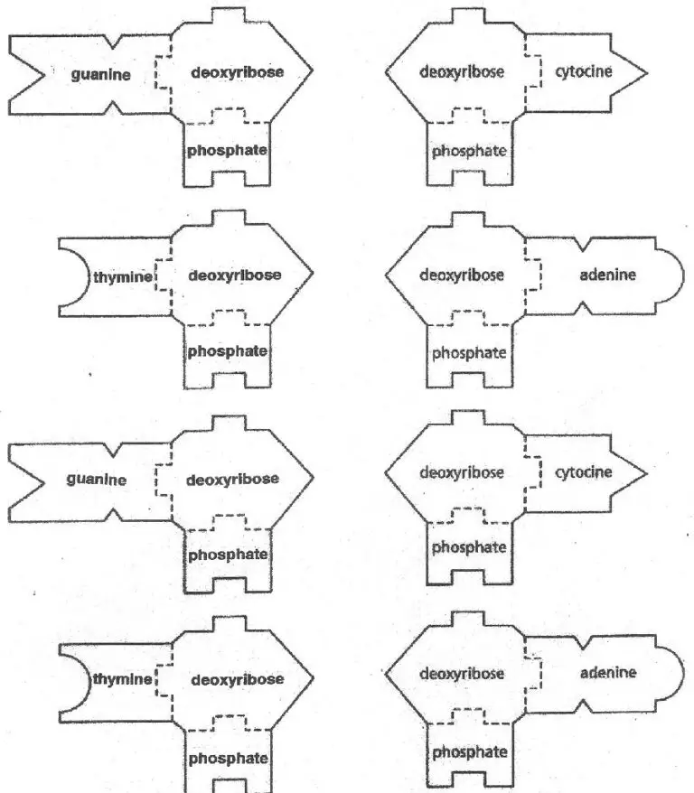 DNA & RNA Templates - Science Classroom Teacher Resources