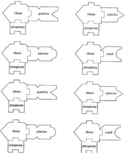 DNA & RNA Templates - Science Classroom Teacher Resources